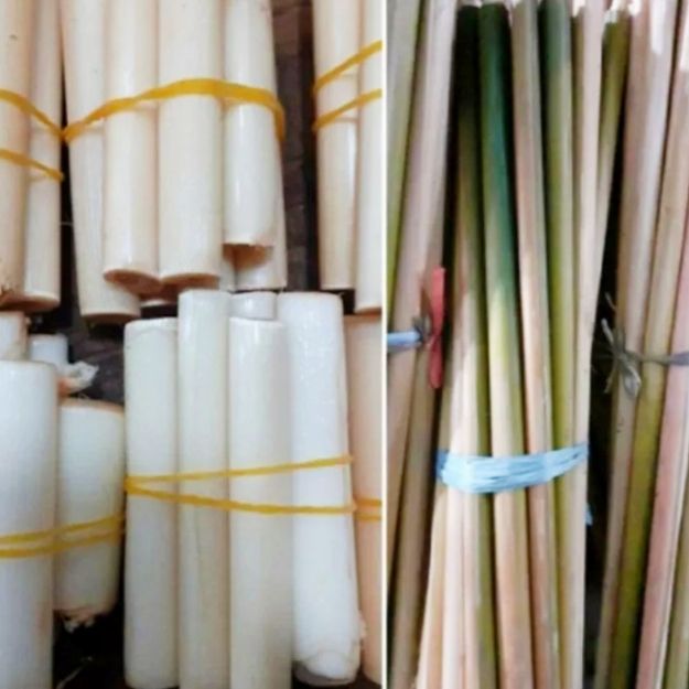 batang pohon kecombrang muda segar 1kg | Lazada Indonesia