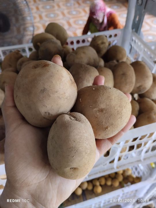 KENTANG FRESH UK 1KG | Lazada Indonesia