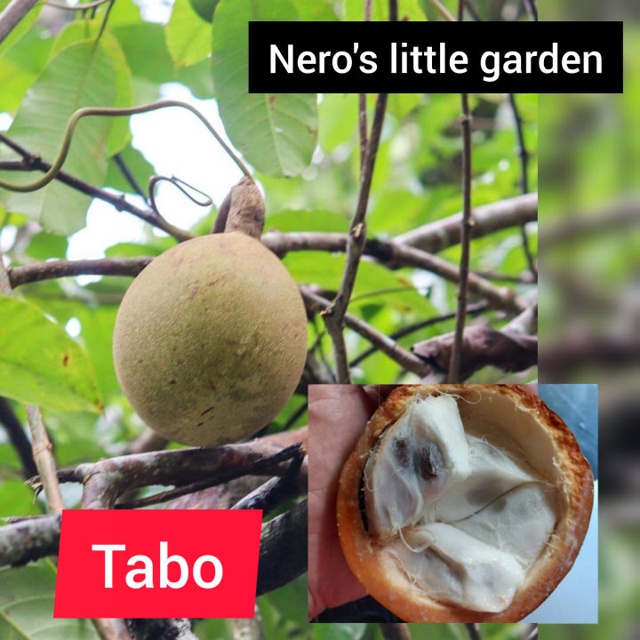 Nero's tabo fruit seedling. ( 1ft tall) | Lazada PH