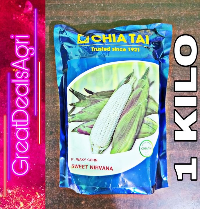 SWEET NIRVANA F1 HYBRID WAXY CORN SEEDS (1 KILO) CHIA TAI | Lazada PH