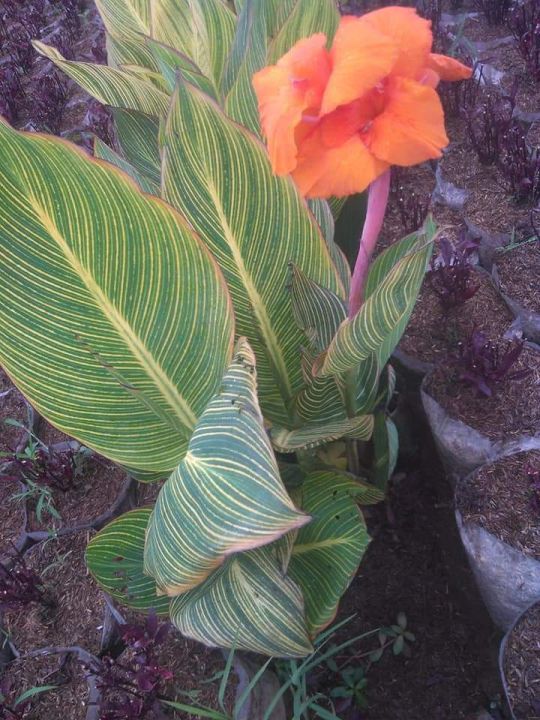 TANAMAN BUNGA KANA SEBE ORANGE | Lazada Indonesia