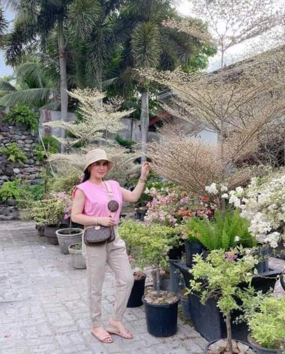 AFRICAN TALISAY VARIEGATED 3x3inch small Cute size | Lazada PH