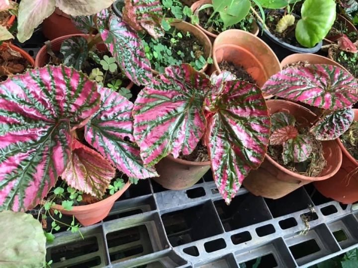 Begonia brevirimosa REAL PLANT | Lazada