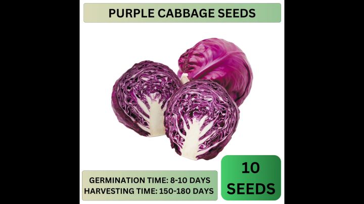 VALUE PACK-HIGH QUALITY VEGETABLE SEEDS/BUDGET FRIENDLY/ALL HYBRID/GOOD ...