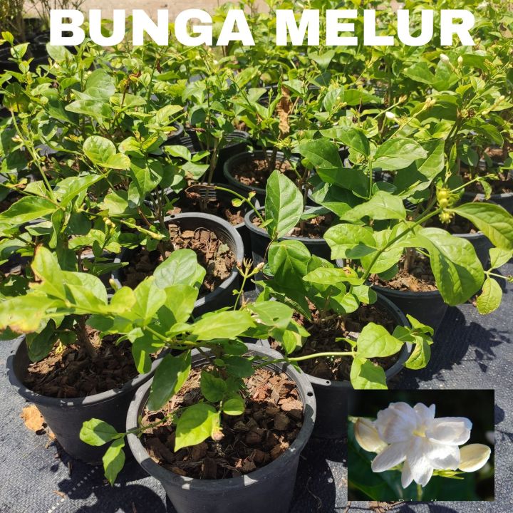 POKOK BUNGA MELUR TAK SUSUN READY STOCK | Lazada
