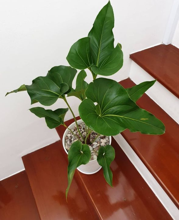 Anthurium Corong | Lazada Indonesia