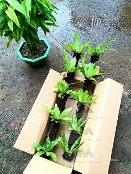 Bird's Nest Fern / Pakpak Lawin with fern pole/hanging basket | Lazada PH