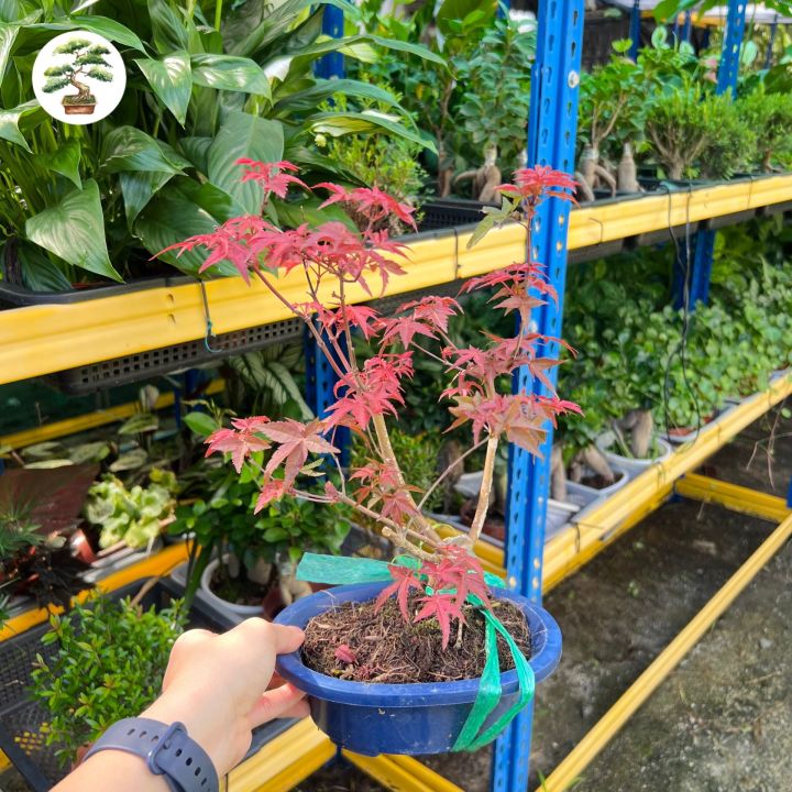 90s Greenovation Live Plant Bonsai Maple Leaf Bonsai 枫叶盆栽 | Lazada