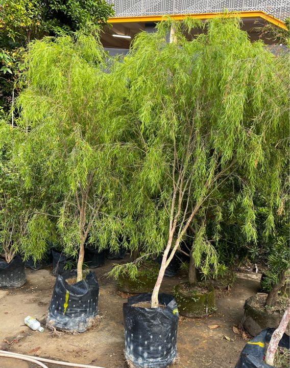 Willow tree Chinese 柳树 2.5m height Grade A quality free 0.5kg organic ...
