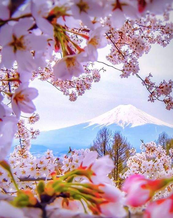 Poster cetak Gunung Fuji dan Bunga Sakura, lukisan dan hiasan dinding ...