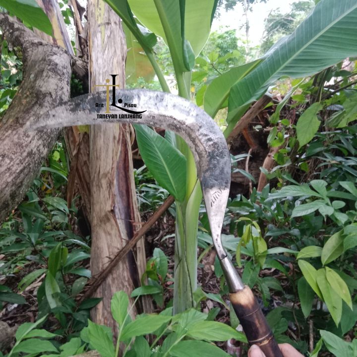 Arit baja isen paling bagus super tajam cap MTN gagang hitam / arit ...