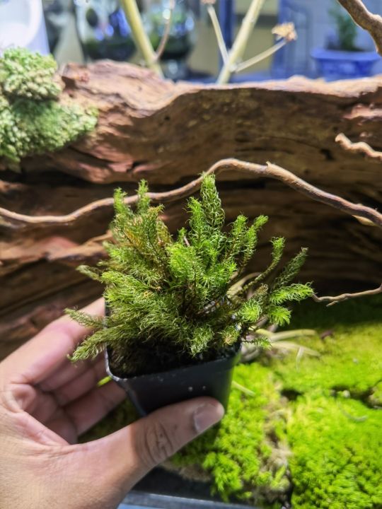 🔥Terrarium Moss🔥Pyrrhobryum Dozyanum - Terrarium / Paludarium ...