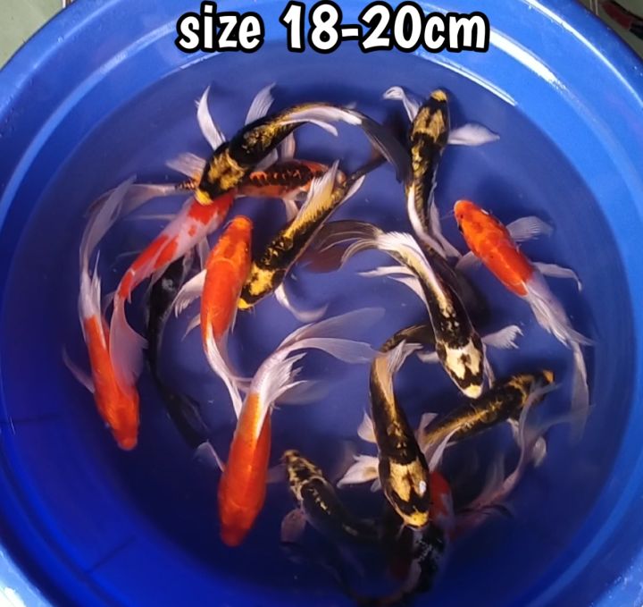KOI SLAYER SIZE 18-20CM HARGA SATUAN | Lazada Indonesia