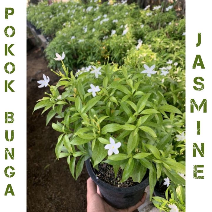 Pokok Bunga Jasmine thai / sesuai untuk ditanam di kubur | Lazada