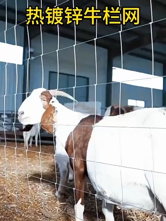 Pagar Kebun Pagar Lembu Cyclone 4/5/6 Kaki Jaring Pagar Kambing Rusa ...