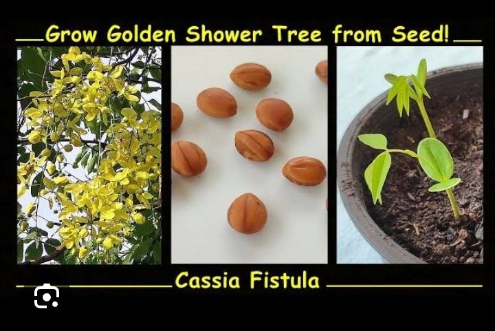 Golden Shower tree Seeds for planting/ Cassia Fistula (15 Seeds) | Lazada PH