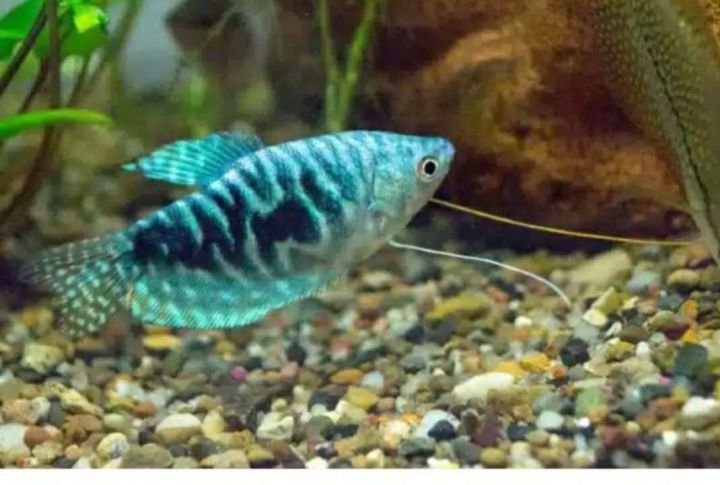 BORONG IKAN SEPAT BIRU 2 EKOR | Lazada