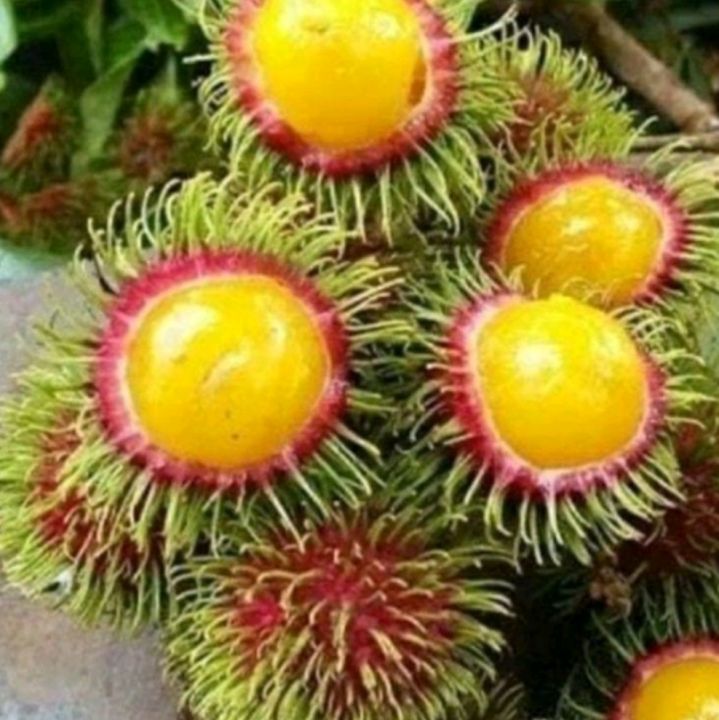 POKOK RAMBUTAN RARE ISI KUNING PEKAT | Lazada