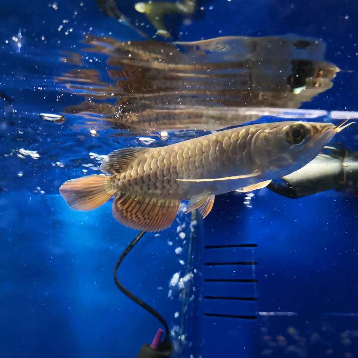 High Back/ Super High Back Golden Arowana/Ornamental fish/Freshwater ...