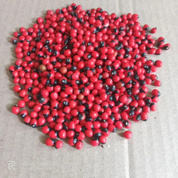 Biji Benih Saga Rambat 50 Butir Tanaman Obat Herbal Tradisional Daun ...