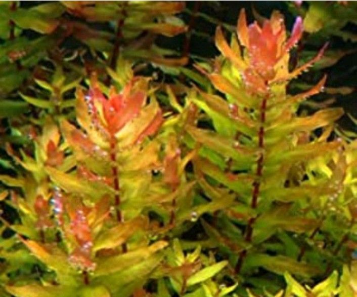(D.O.A) Rotala Macrandra Green (Fully Submersed/emersed) (AquaticLifeStudio) #Aquascape | Lazada