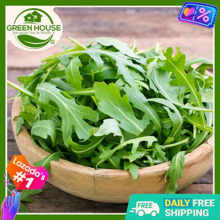 Green House® - Arugula Rocket Seeds for Planting Vegetable Plants (200 ...