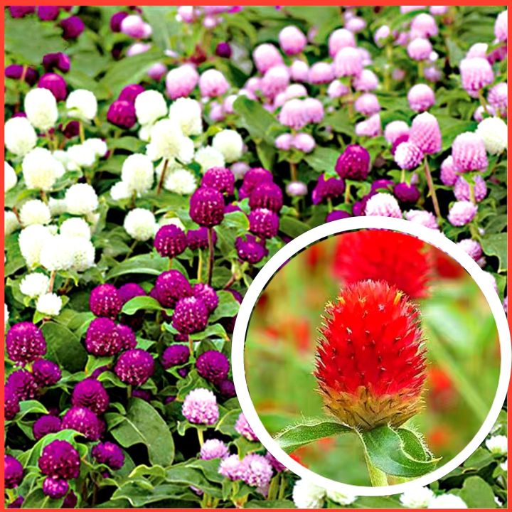 F26 Gomphrena Globosa Flower Seed (mixed color) Benih Bunga Gomphrena ...