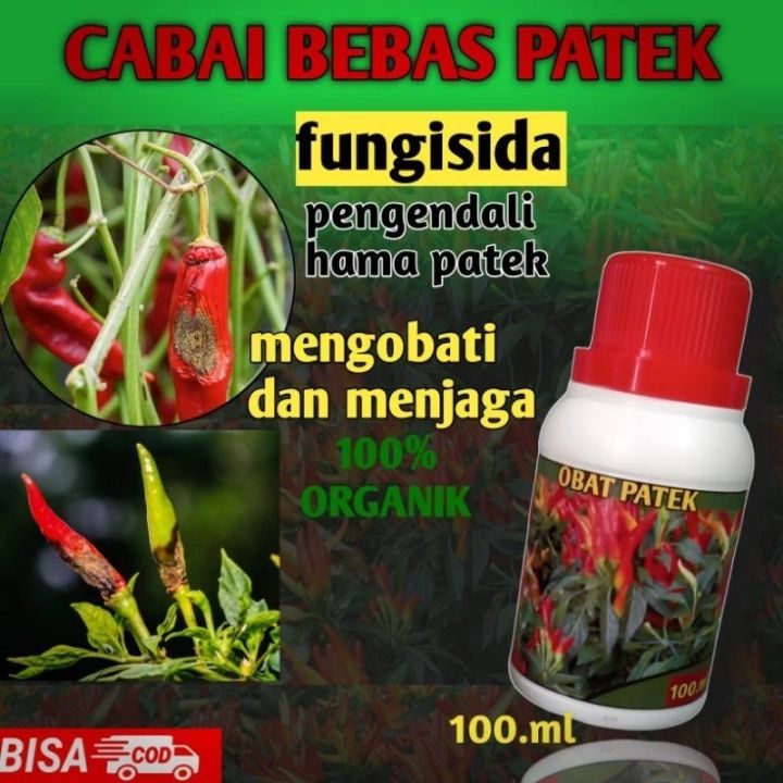 Obat Patek Cabai 100 ml - Fungisida Anti Patek Tanaman Cabai - Pupuk ...