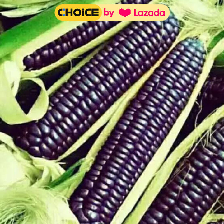 Amefurashi 10 Benih Jagung Hitam Biji Sayur Jagung Hitam Black Corn ...