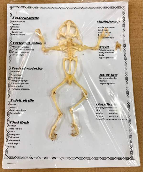 Skeleton of frog with label whole frog bones | Lazada PH