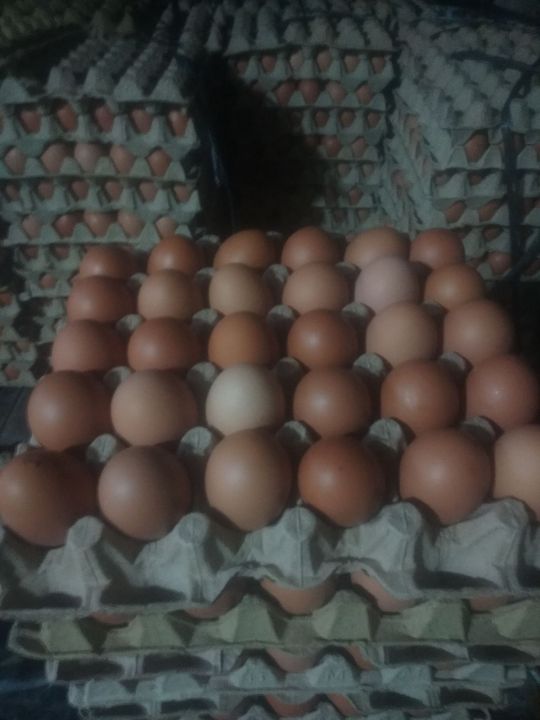 telur ayam merah | Lazada Indonesia