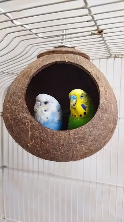 Parakeet Bed PATLOLLAV Natural Coconut Shell Bird Nest,House Bed ...