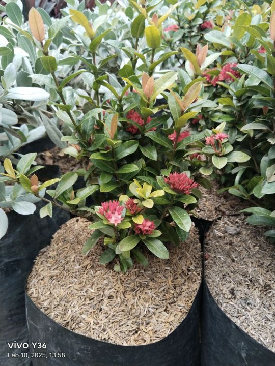 Dwarf Cherry Santan live plant | Lazada PH