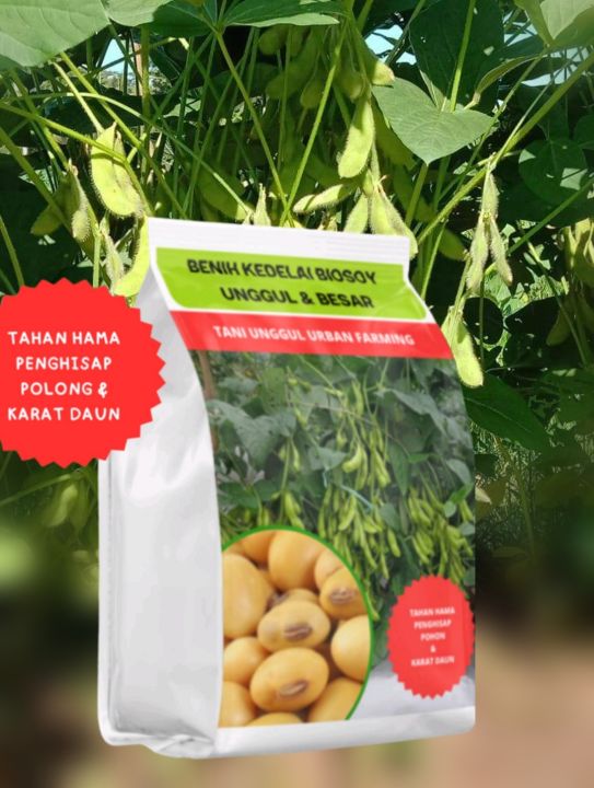 Benih Kedelei BIOSOY 1 Kg Biji JUMBO Premium Produksi Tinggi Dari BB ...