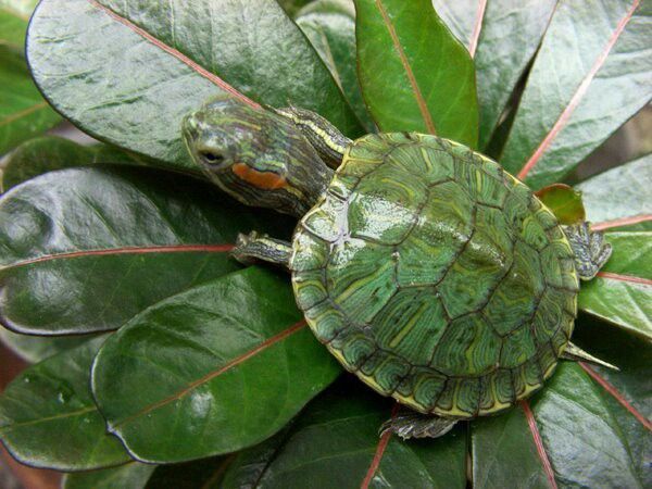 Freshwater Green Tortoise / Kura-kura / 青龟 | Lazada