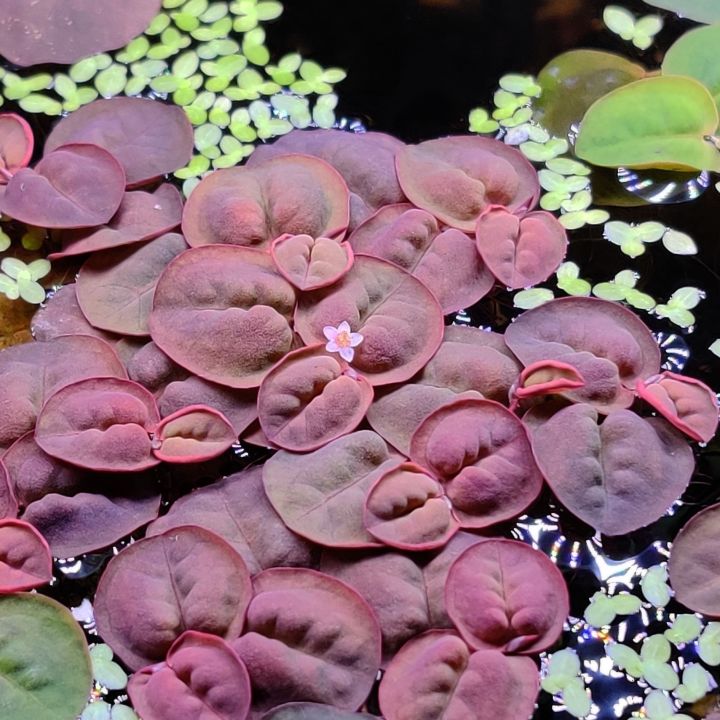 Red root floater / Red floating plants (Phyllantus fluitans) | Lazada
