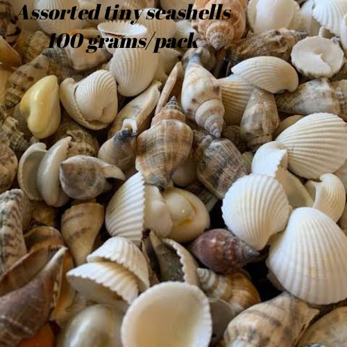 (Assorted Seashells) Tiny/Small Assorted Seashell 100 grams In One Pack ...