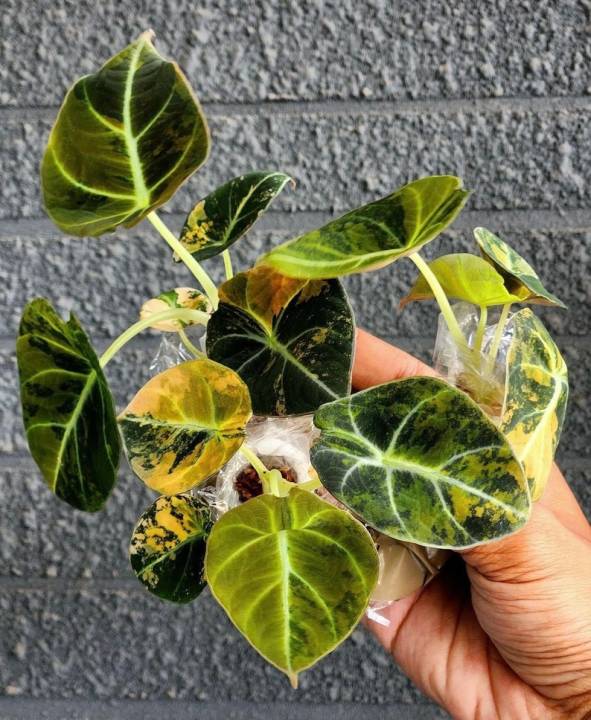 Alocasia Ninja variegatedด่างหลากสีไม้เนื้อเยื่ออนุบาลพร้อมส่งติดด่าง ...