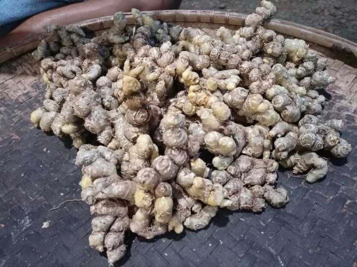 KUNYIT HITAM ASLI 500 GRAM OBAT HERBAL ALAMI | Lazada Indonesia