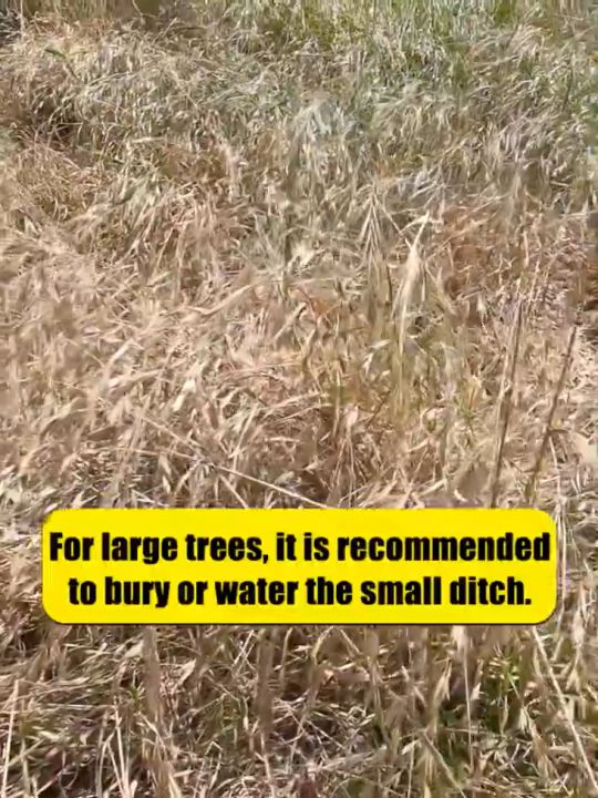 Effective weed control 500g herbicide Removing big trees and bamboo Red ...