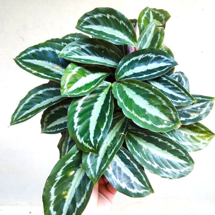 Calathea Silver Back - Tanaman Hias Calathea Silver Back | Lazada Indonesia