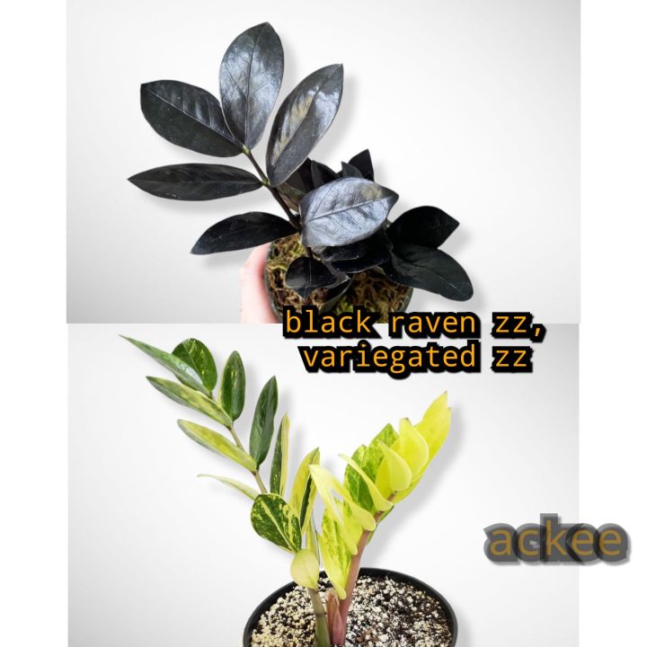 ZZ Variegated, Dwarf ZZ , Local Var., Zamioculcas Zamiifolia , zenzi ...