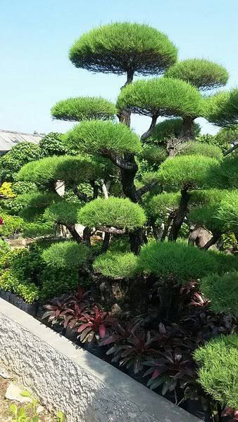 Tanaman cemara udang bahan bonsai | Lazada Indonesia