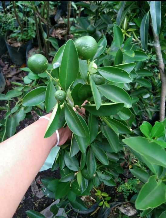 calamansi . Kalamansi. live plant. (may bunga na agad. small) | Lazada PH
