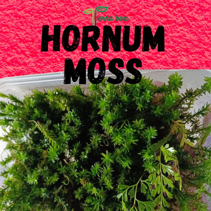 HORNUM MOSS FOR TERRARIUM PALUDARIUM AQUARIUM AQUASCAPE | Lazada PH