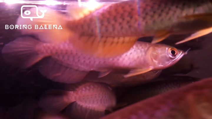 BRBN Banjar Red Arowana - Arowana Fish - Ikan Kelisa - Aquarium ...