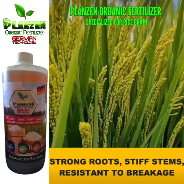 PLANZEN - FOLIAR LIQUID FERTILIZER FOR RICE GRAIN | Lazada PH