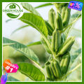 Green House® - White Sesame Plant Seeds (100 Seed) for Planting ...