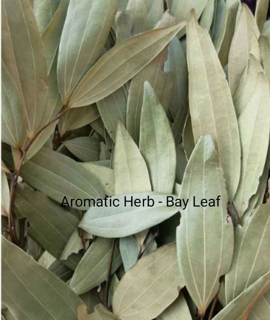 Daun Salam/ Indian Bay Leaf ( Aromatic Dried Herb) 50gm/100gm per pack ...