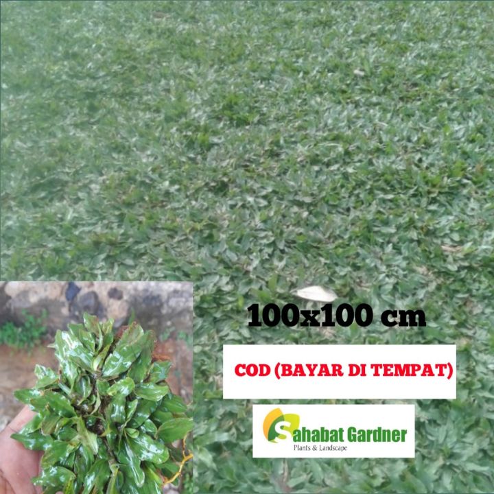 rumput gajah mini | rumput gajahmini | rumput gajah mini hidup | Lazada ...